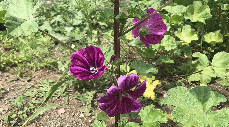 Malva la pianta della calma - Radio Tuscia Events Rimedi floreali